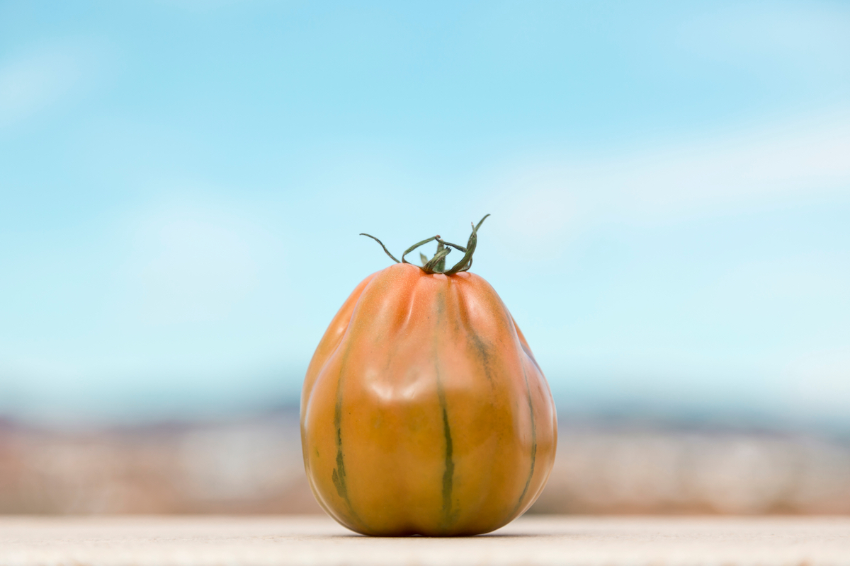 All About the Incredible Valencia Tomato - Minneopa Orchards