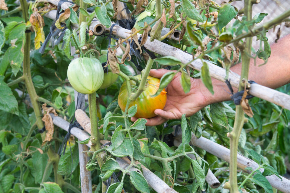 All About the Incredible Valencia Tomato - Minneopa Orchards