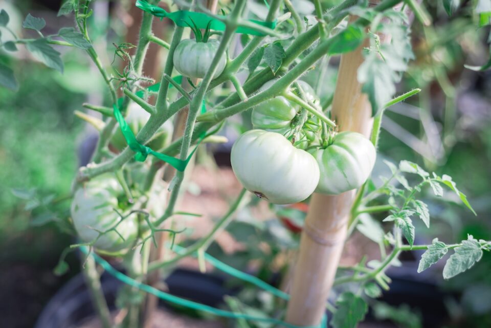 All About the Unique White Tomesol Tomato - Minneopa Orchards
