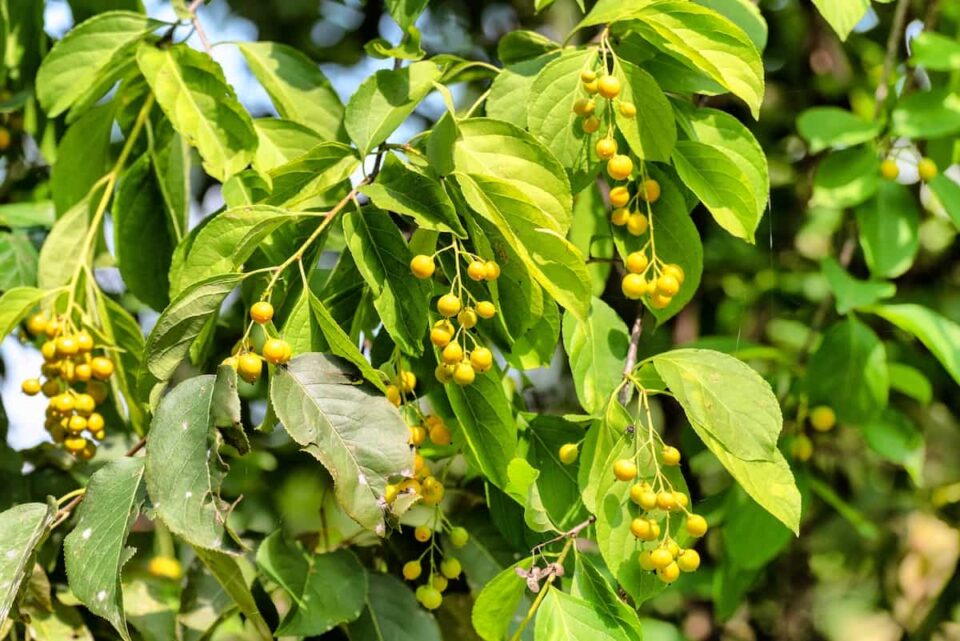 Bittersweet Vine - Minneopa Orchards