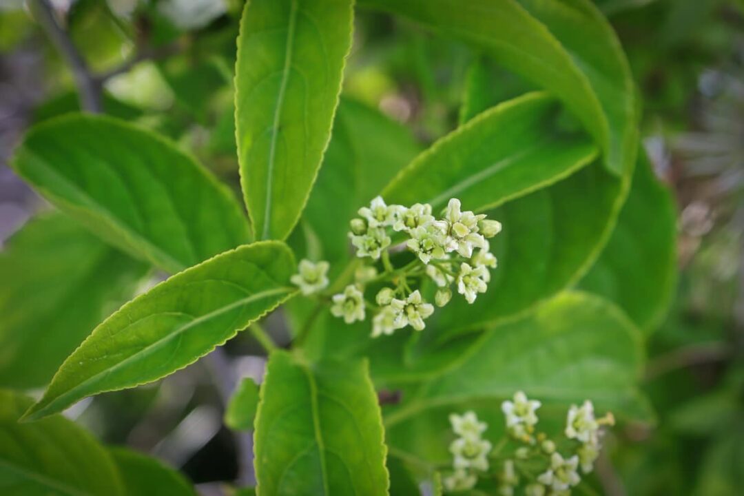 Bittersweet Vine - Minneopa Orchards
