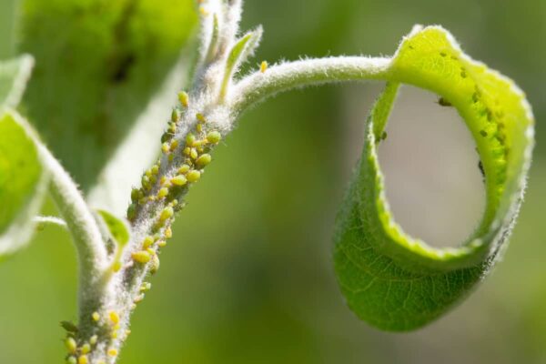 The Enemy in Your Orchard: A Guide to Dealing With Aphids on Apple ...