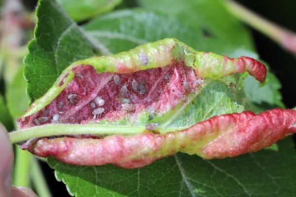 The Enemy in Your Orchard: A Guide to Dealing With Aphids on Apple ...