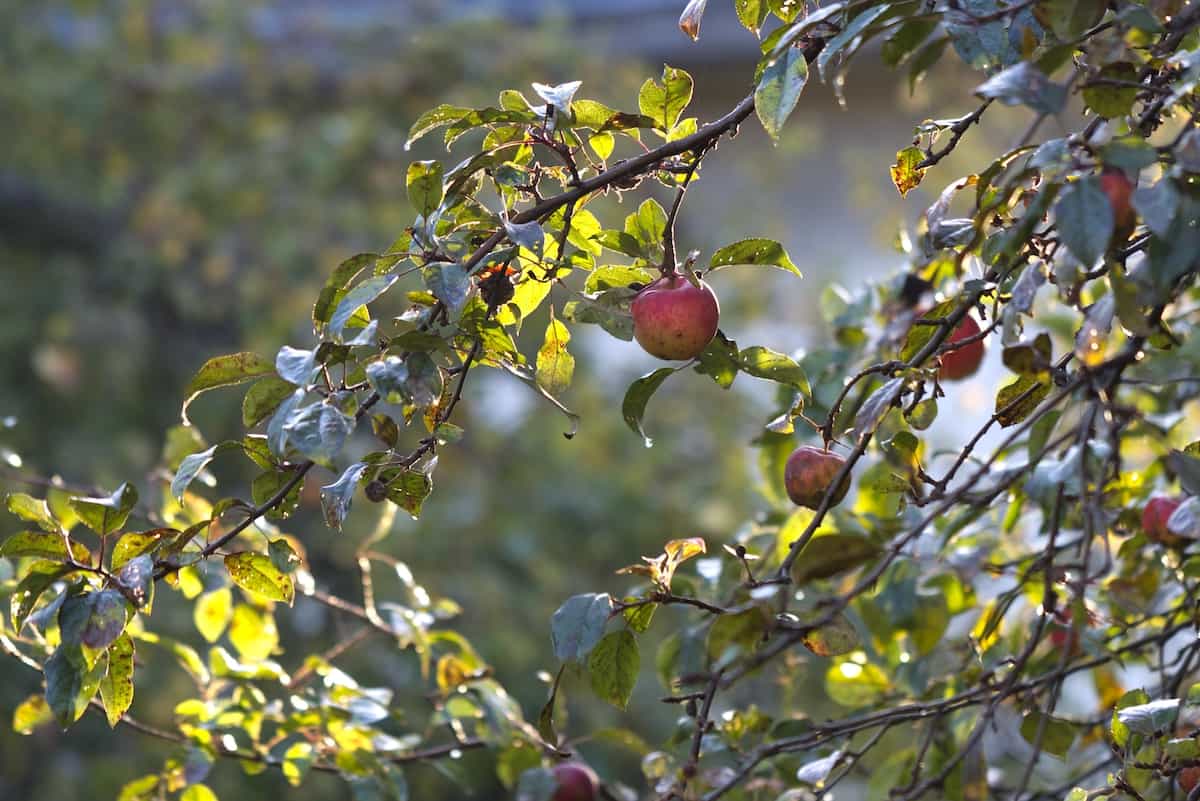 Reviving Your Orchard: A Guide to Pruning Old Apple Trees - Minneopa ...