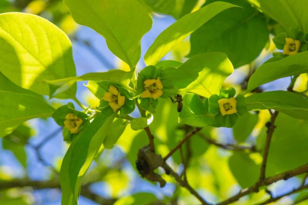 Persimmon Tree Flowers: Beauty, Pollination, and Fruit - Minneopa Orchards