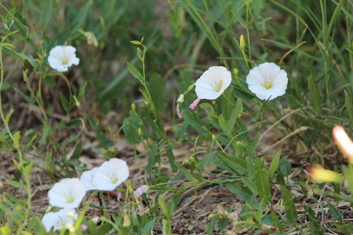 Bindweed - Minneopa Orchards