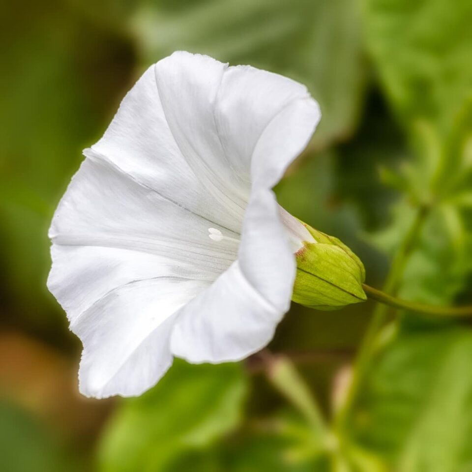 Bindweed - Minneopa Orchards