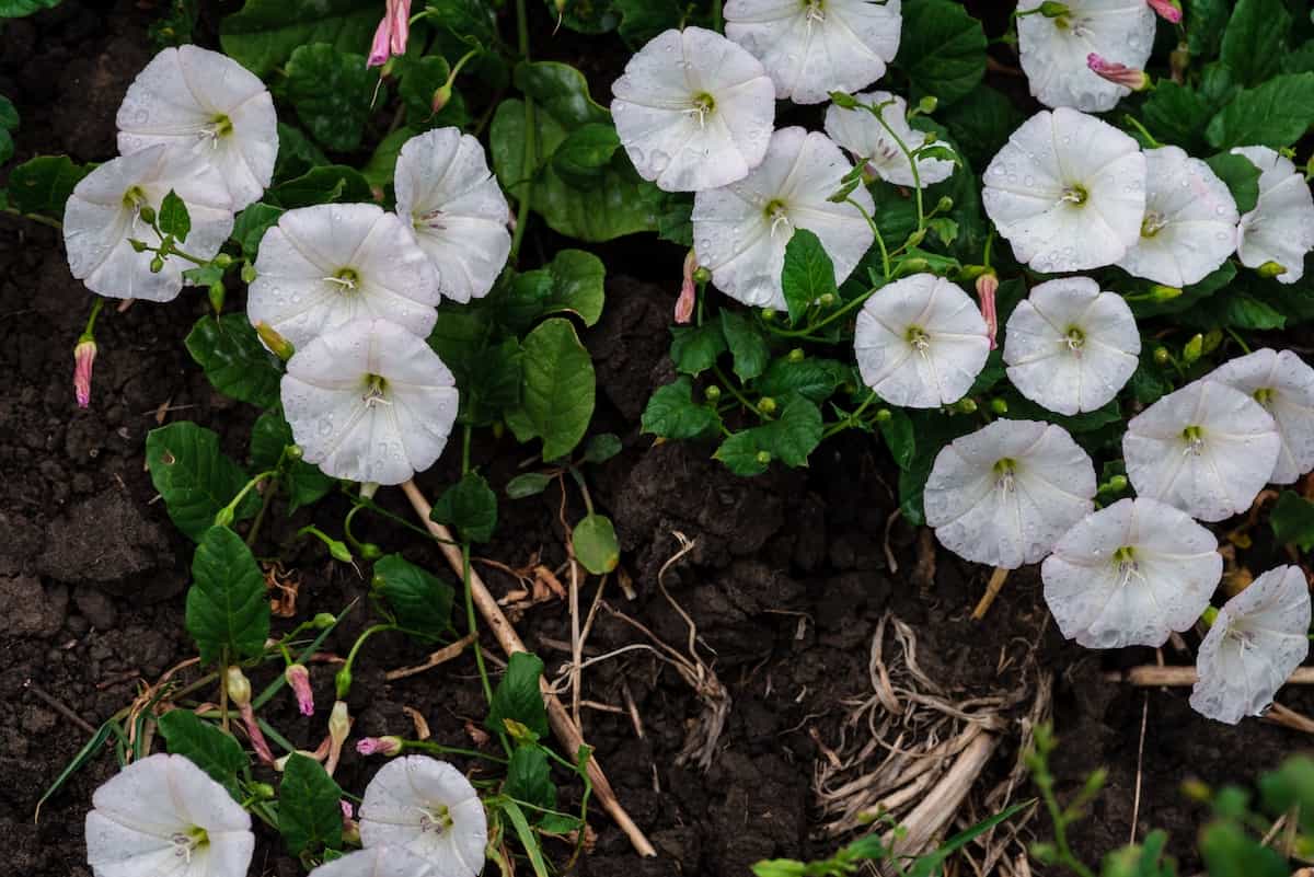 Bindweed - Minneopa Orchards