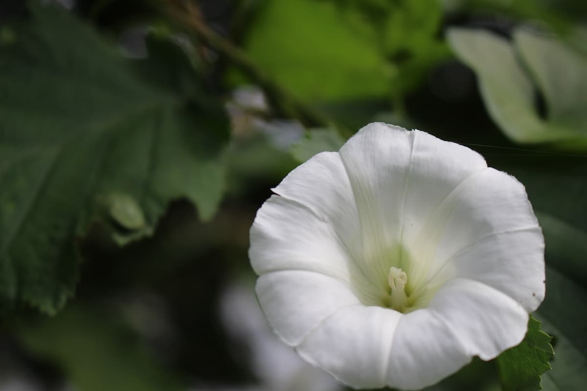 Bindweed - Minneopa Orchards