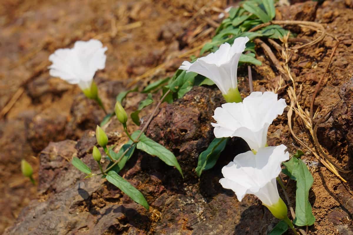 Bindweed - Minneopa Orchards