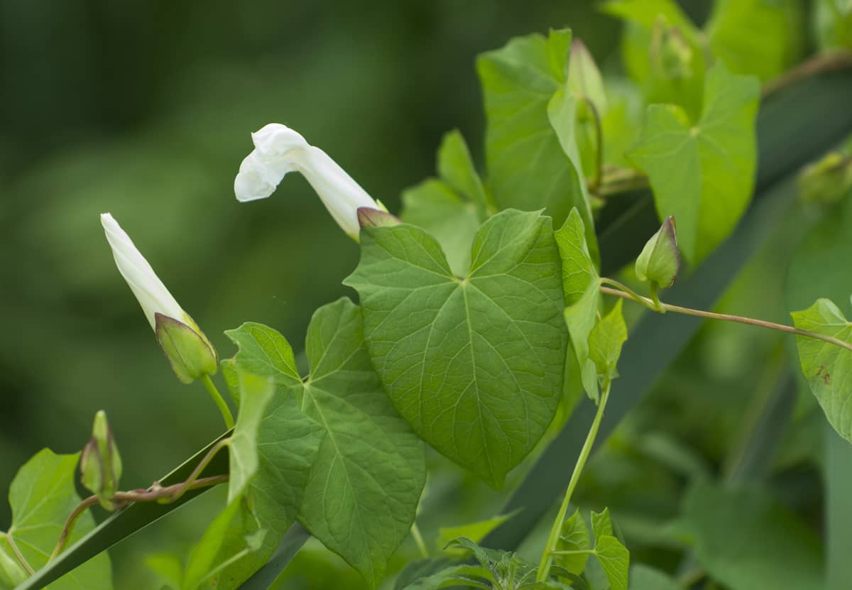 Bindweed - Minneopa Orchards
