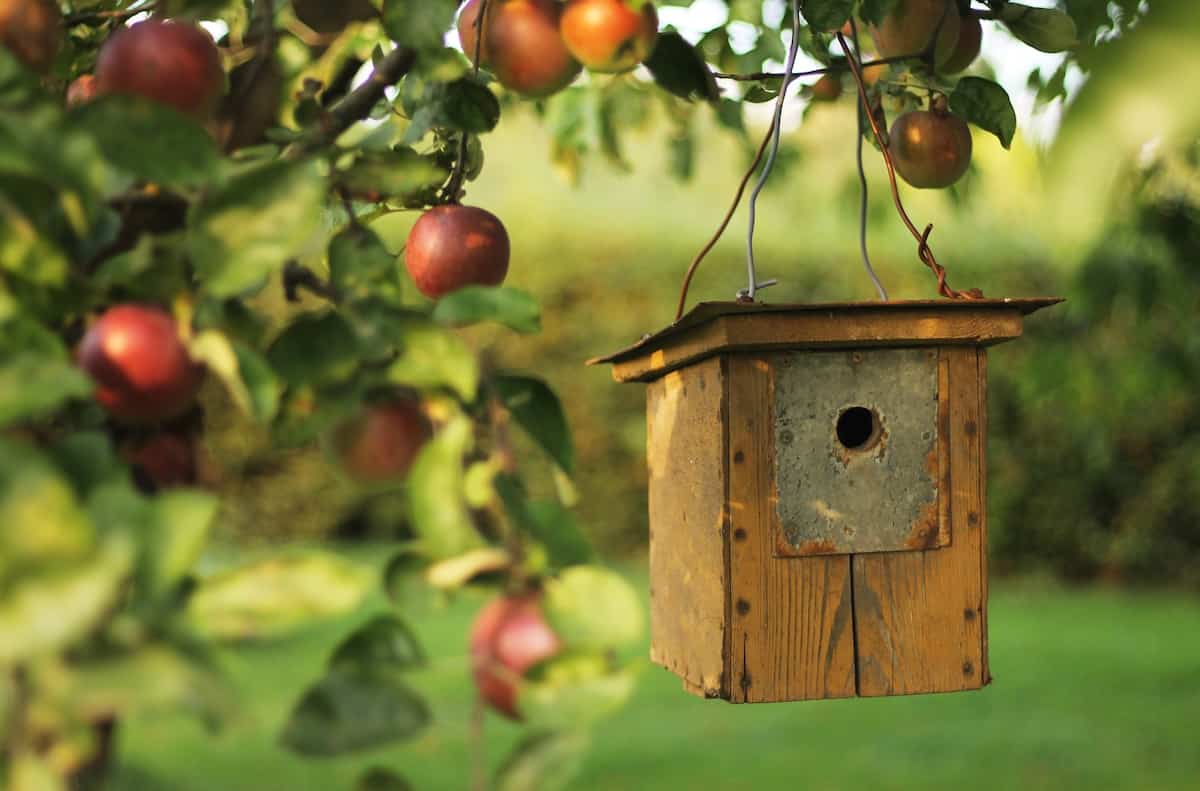 Reviving Your Orchard: A Guide to Pruning Old Apple Trees - Minneopa ...
