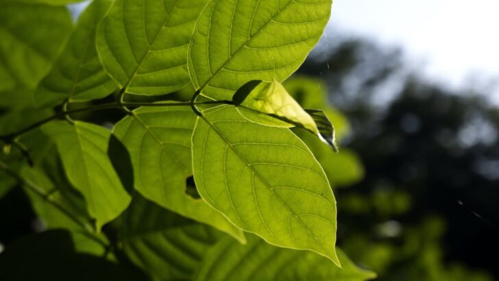 4 Kinds of Knotweed to Know About - Minneopa Orchards