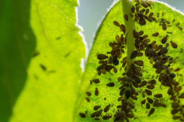 The Enemy in Your Orchard: A Guide to Dealing With Aphids on Apple ...