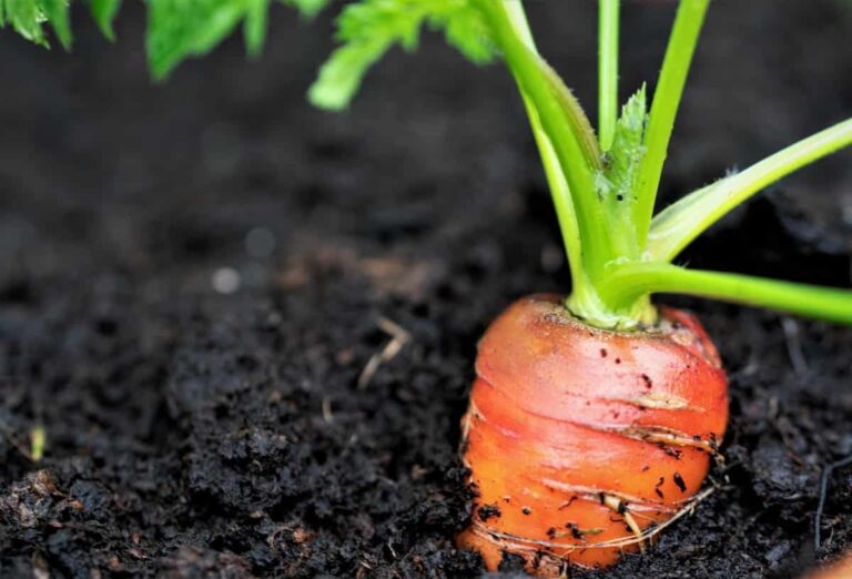 All About the Imperator Carrot - Minneopa Orchards