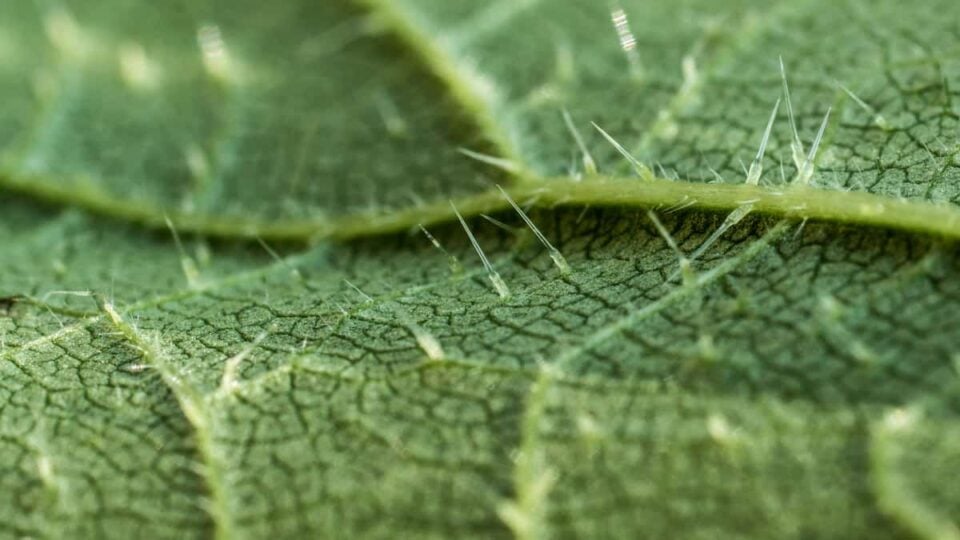 Stinging Nettle - Minneopa Orchards