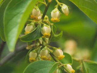 Persimmon Tree Flowers: Beauty, Pollination, and Fruit - Minneopa Orchards