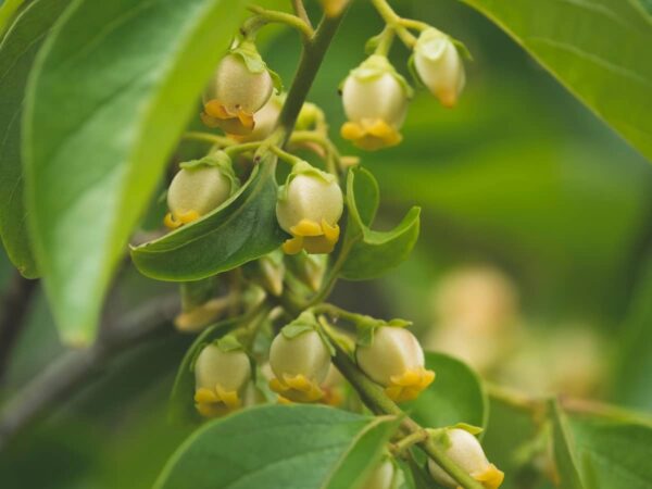 Persimmon Tree Flowers: Beauty, Pollination, and Fruit - Minneopa Orchards