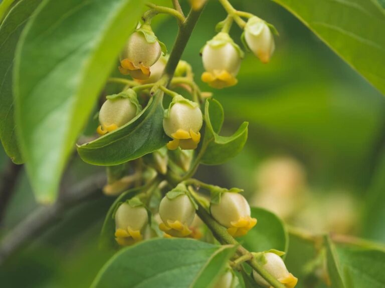 Persimmon Tree Flowers: Beauty, Pollination, and Fruit - Minneopa Orchards