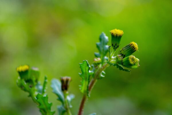 Common Groundsel - Minneopa Orchards