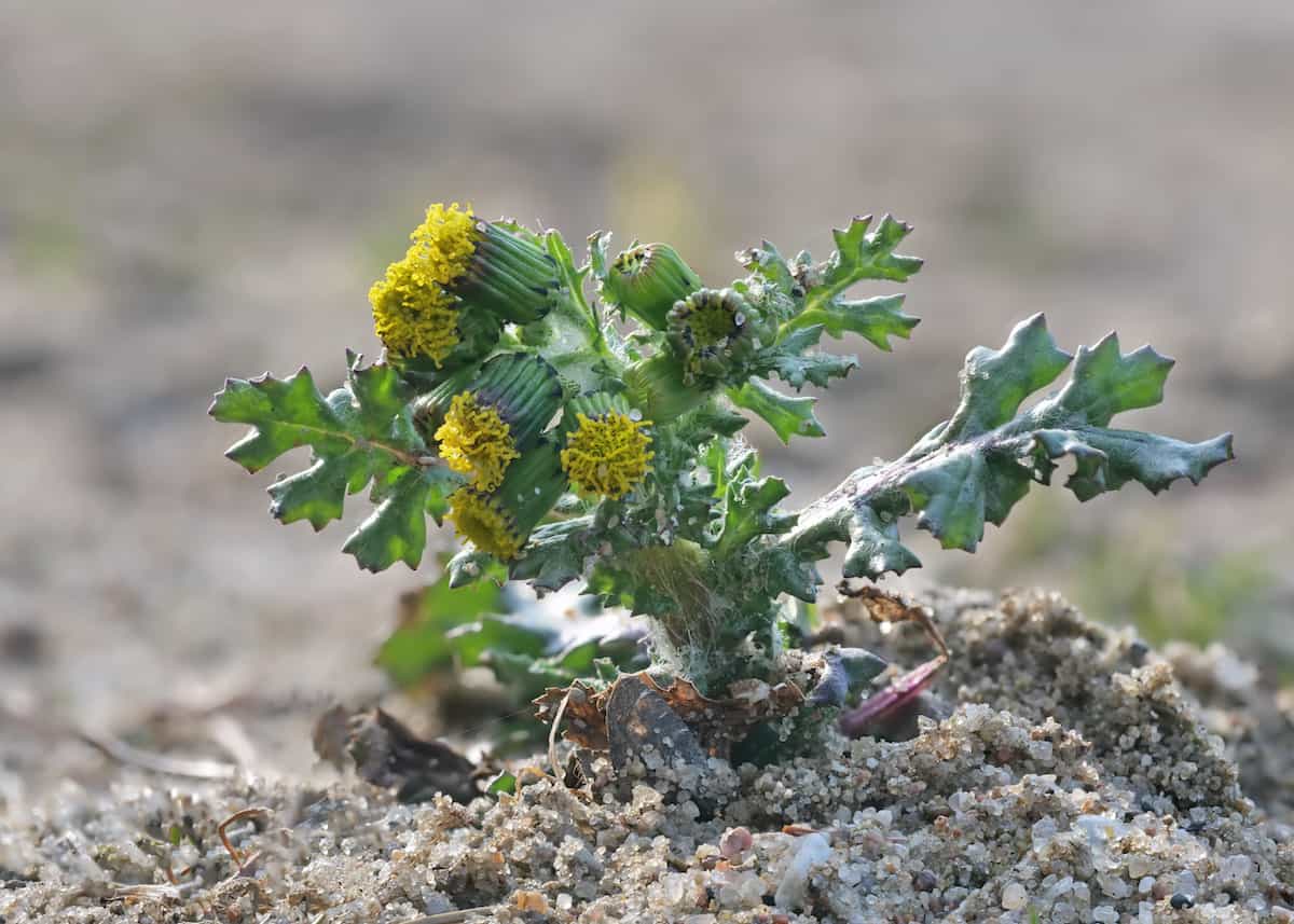 Common Groundsel - Minneopa Orchards