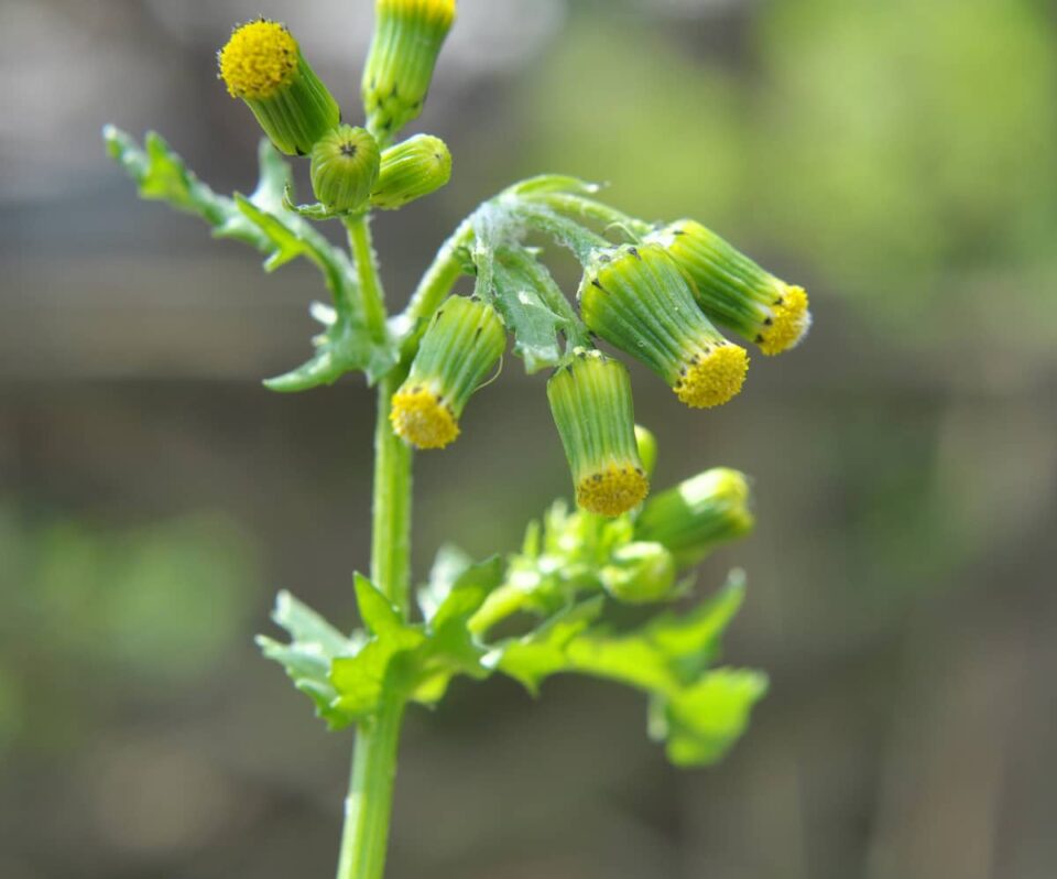 Common Groundsel - Minneopa Orchards