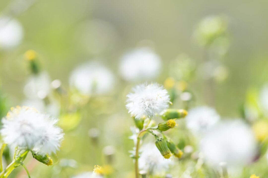 Common Groundsel - Minneopa Orchards