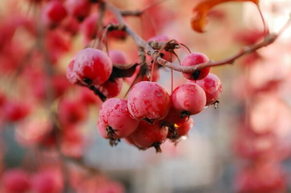 The Whitney Crabapple Tree - Minneopa Orchards