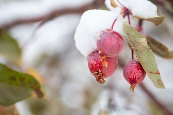 The Snowdrift Crabapple Tree - Minneopa Orchards