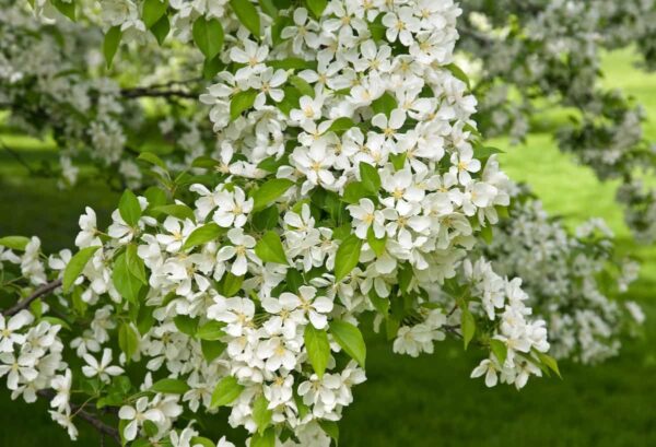 The Snowdrift Crabapple Tree - Minneopa Orchards