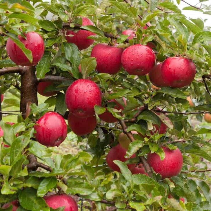 Newton Pippen Apples - Minneopa Orchards
