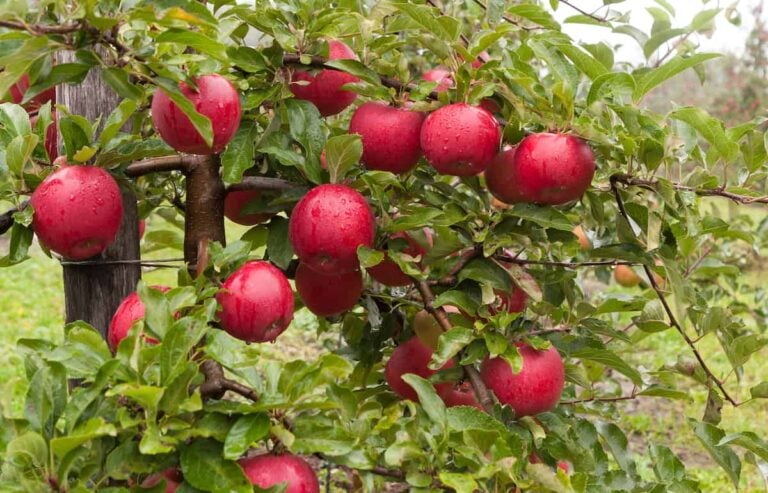 The September Wonder Apple - Minneopa Orchards