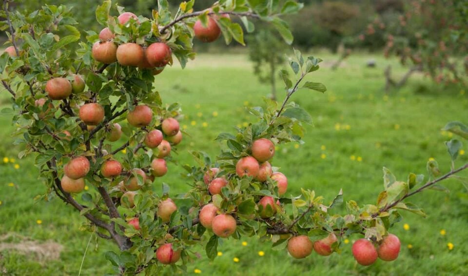 The Need for Speed: How to Choose and Care For Fast Growing Apple Trees ...
