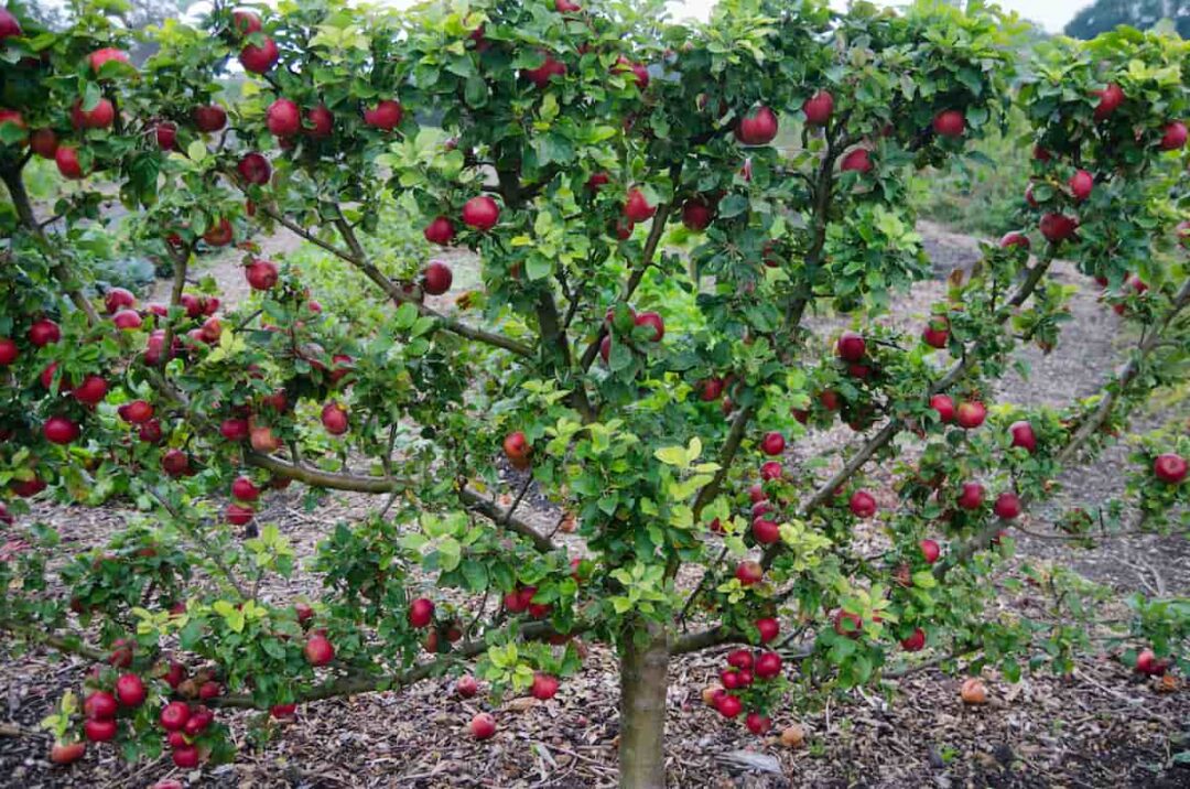 Branching Out: How to Espalier Apple Trees for Optimal Growth and ...