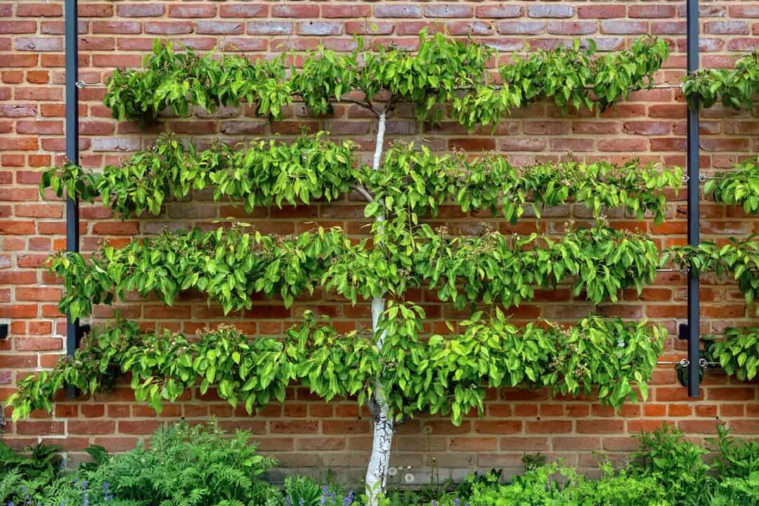 Branching Out: How to Espalier Apple Trees for Optimal Growth and ...