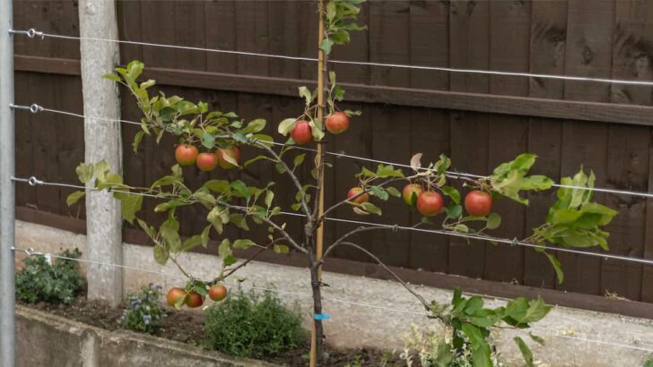 Branching Out: How to Espalier Apple Trees for Optimal Growth and ...