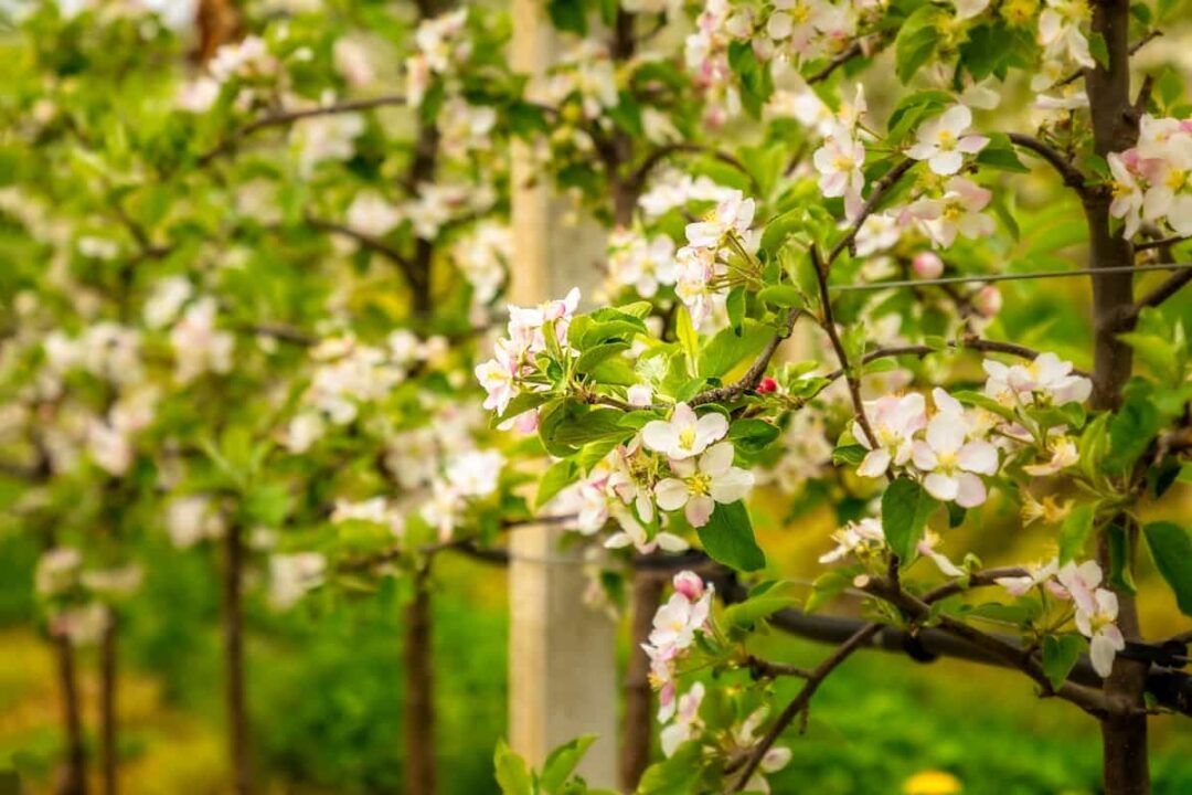 Branching Out: How to Espalier Apple Trees for Optimal Growth and ...