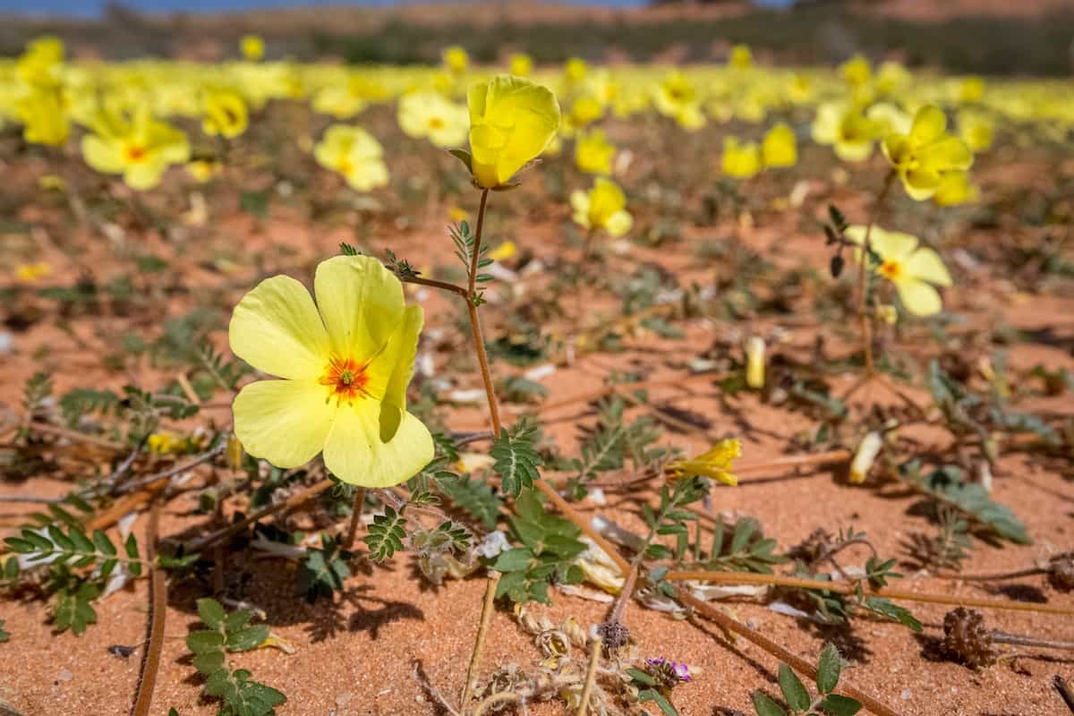 How to Identify and Get Rid of Lawn Weeds - Minneopa Orchards