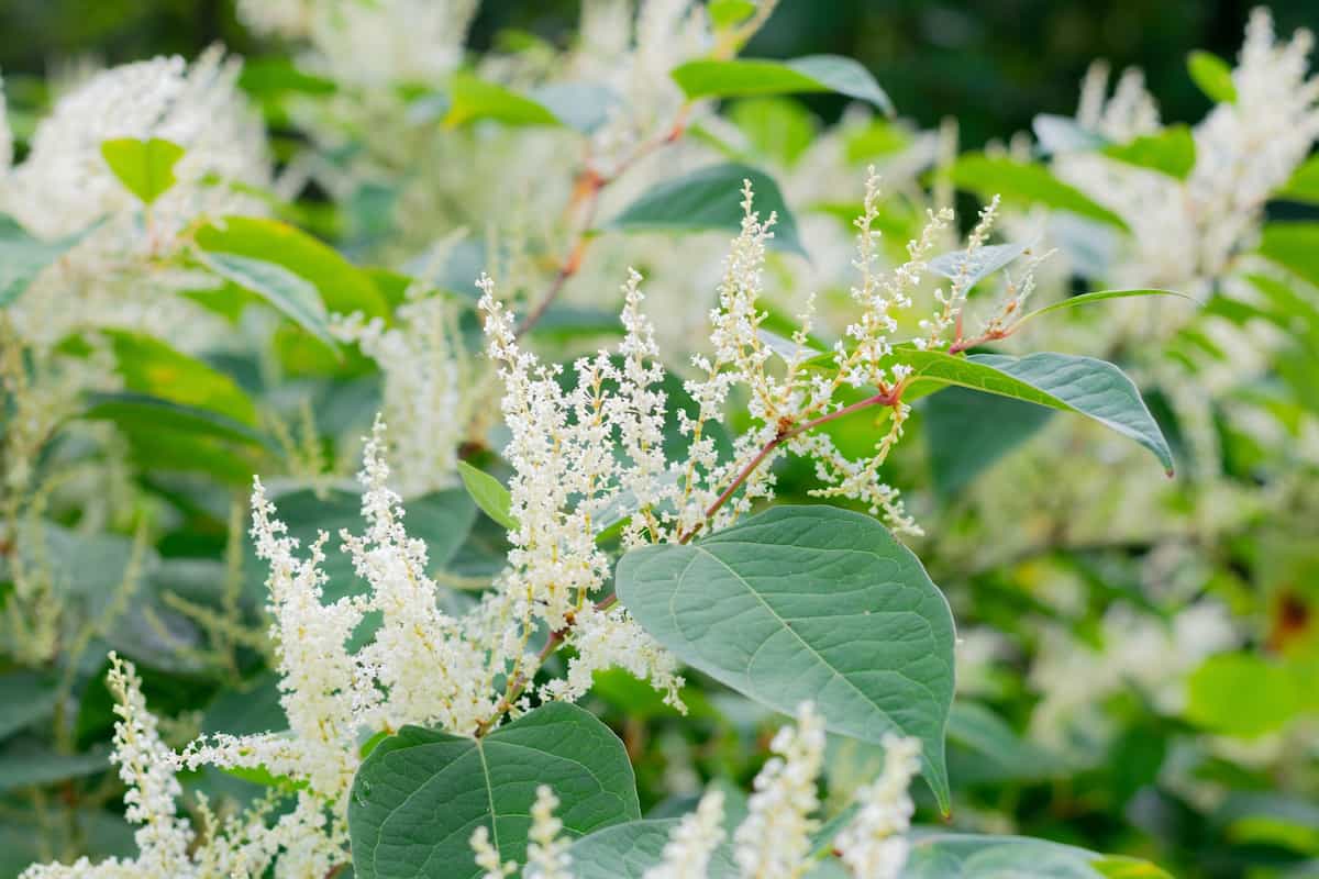 4 Kinds of Knotweed to Know About - Minneopa Orchards