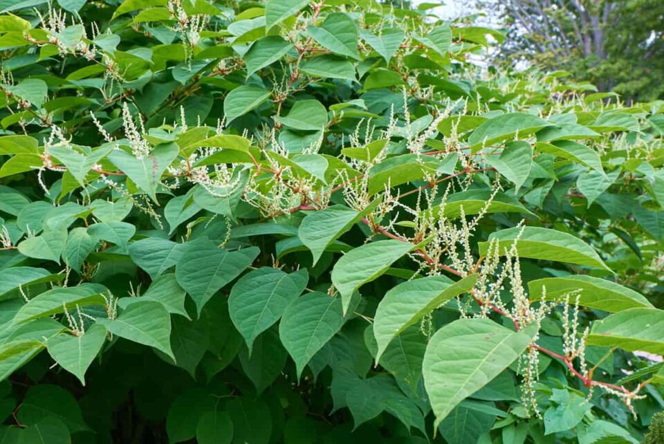4 Kinds of Knotweed to Know About - Minneopa Orchards