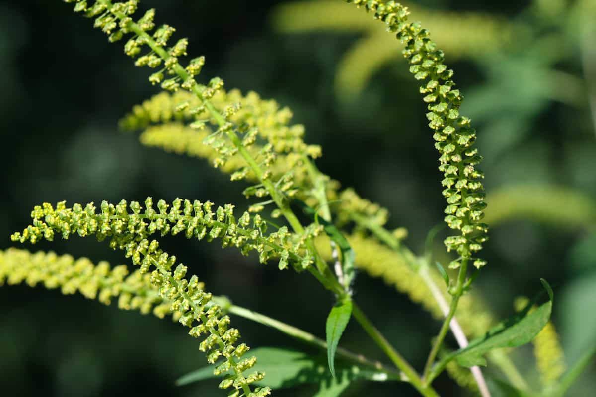 Ragweed - Minneopa Orchards