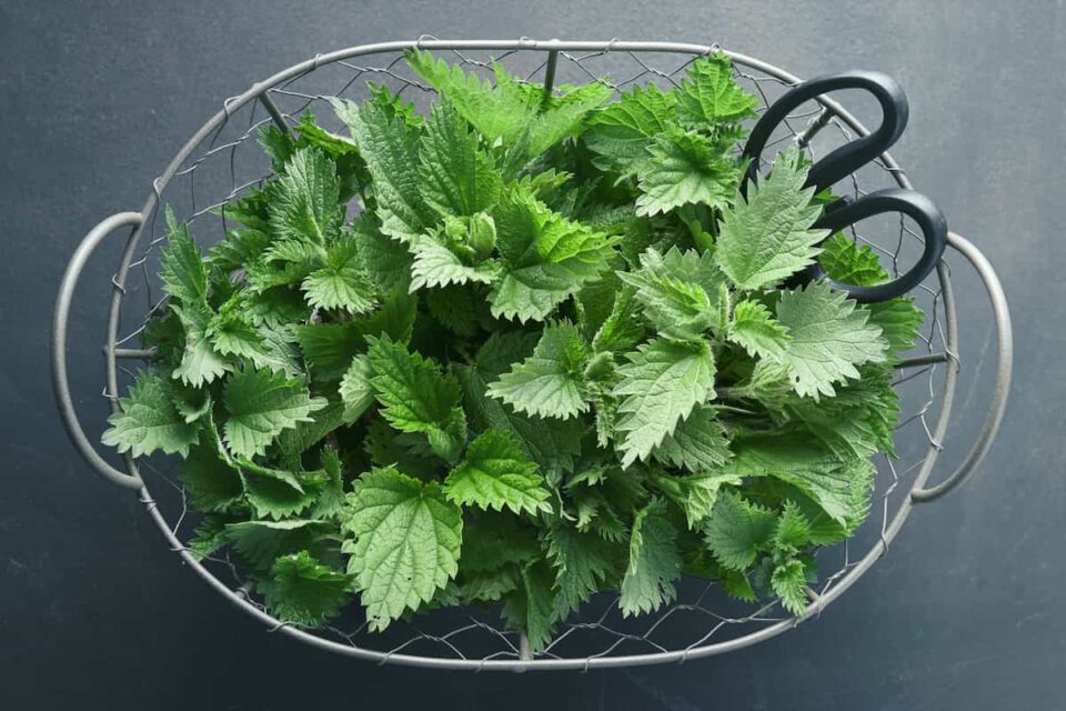 Stinging Nettle - Minneopa Orchards
