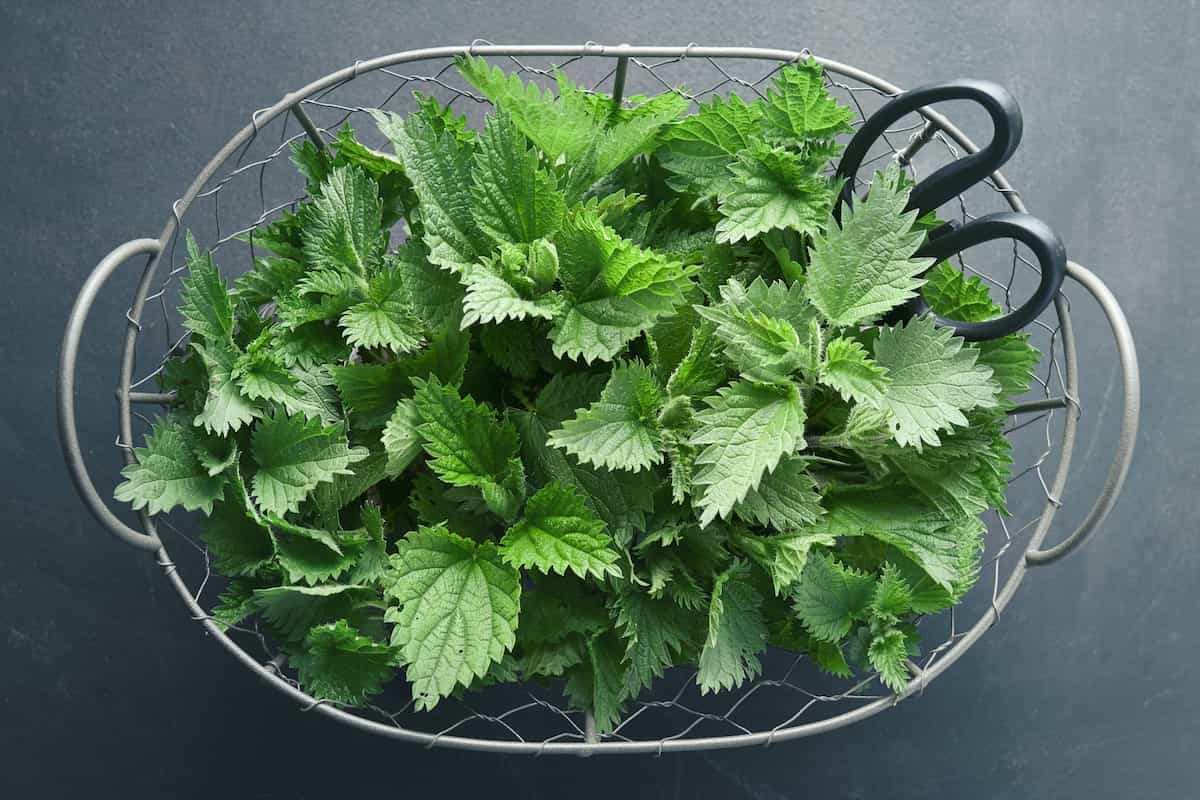 Stinging Nettle - Minneopa Orchards