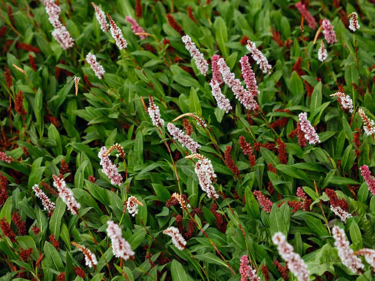 4 Kinds of Knotweed to Know About - Minneopa Orchards