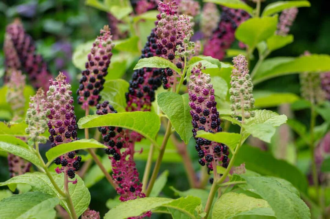Pokeweed - Minneopa Orchards