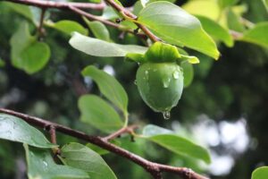 Persimmon Tree Flowers: Beauty, Pollination, and Fruit - Minneopa Orchards