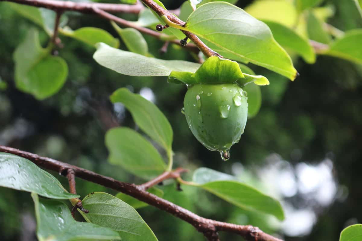 Persimmon Tree Flowers: Beauty, Pollination, and Fruit - Minneopa Orchards