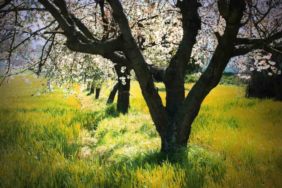 Reviving Your Orchard: A Guide to Pruning Old Apple Trees - Minneopa ...