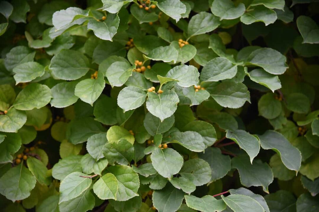 Bittersweet Vine - Minneopa Orchards