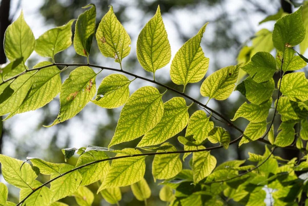 Bittersweet Vine - Minneopa Orchards